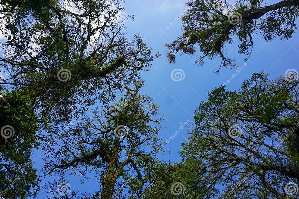 View from Below. Big Tree with Clear Sky Background Stock Photo - Image ...