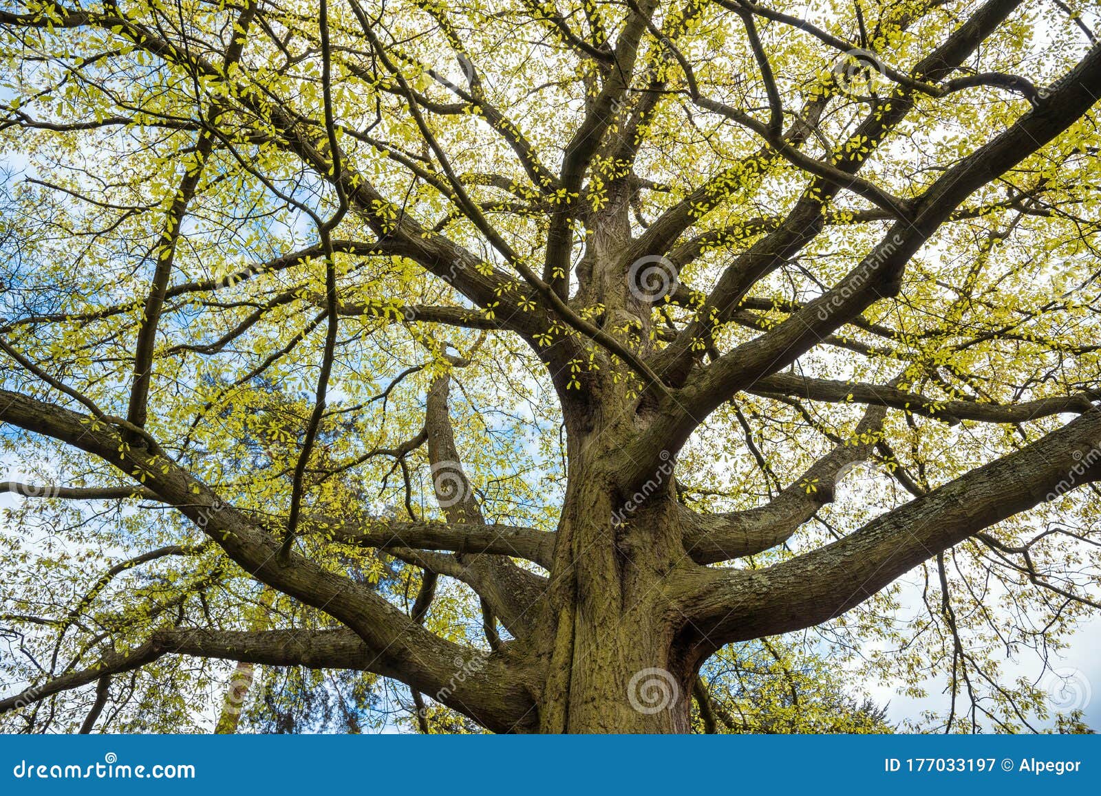 View from Below of the Branches of a Large Old Oak Tree Stock Image ...