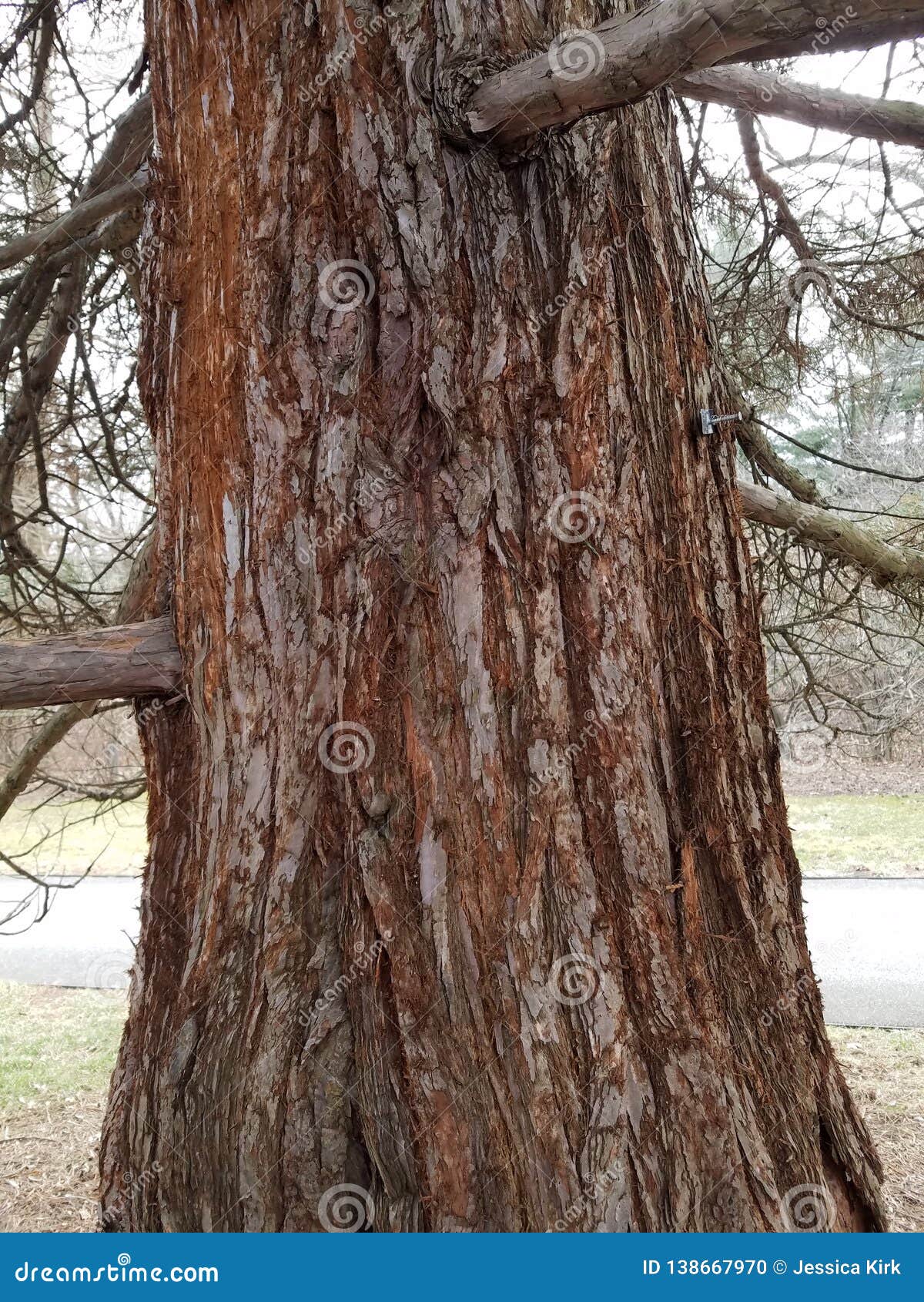 Old Redwood Tree Trunk and Branches Stock Photo - Image of rough, tall ...