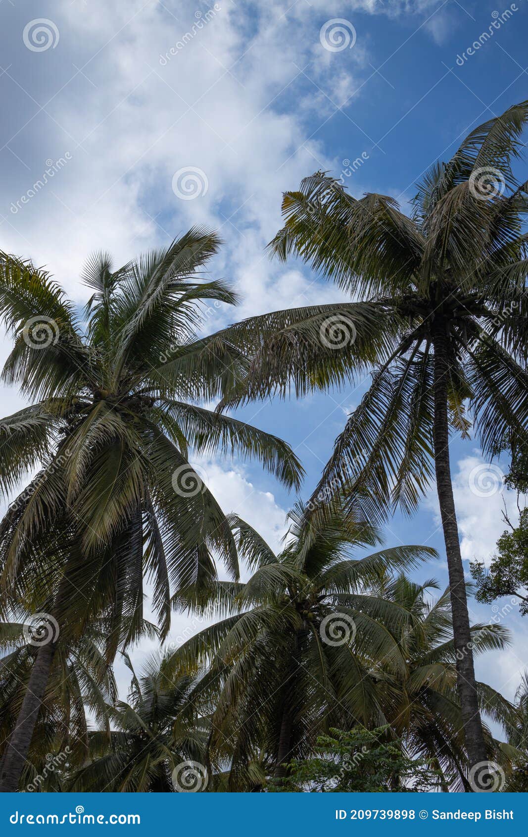 Coconut Trees with Blue Sky and Clouds in the Background Stock Photo ...