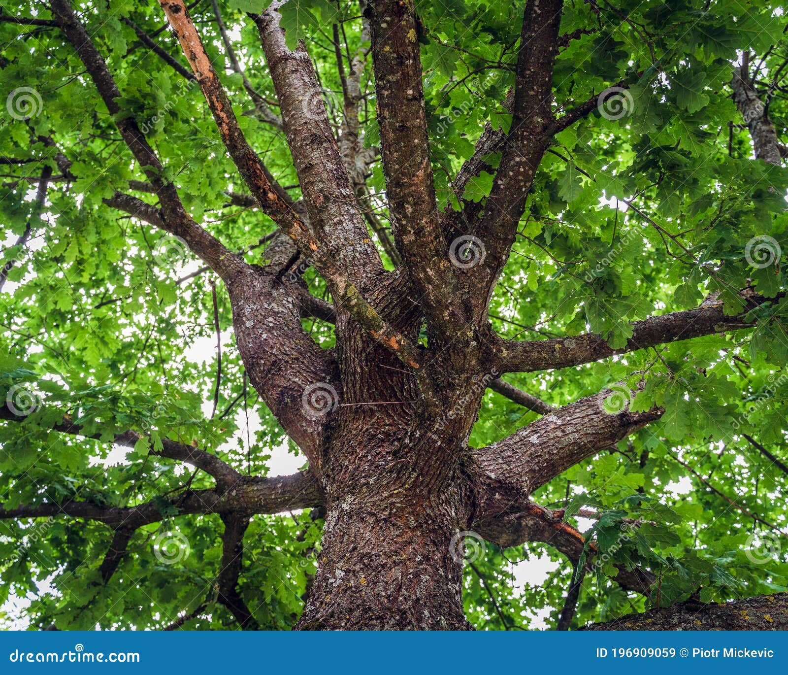 A View from Below into the Crown of a Branched Tree Stock Image - Image ...