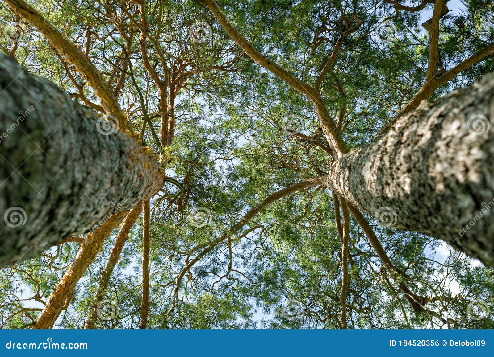 View from Below on the Crown of a Pine Tree between Two Trunks Stock ...