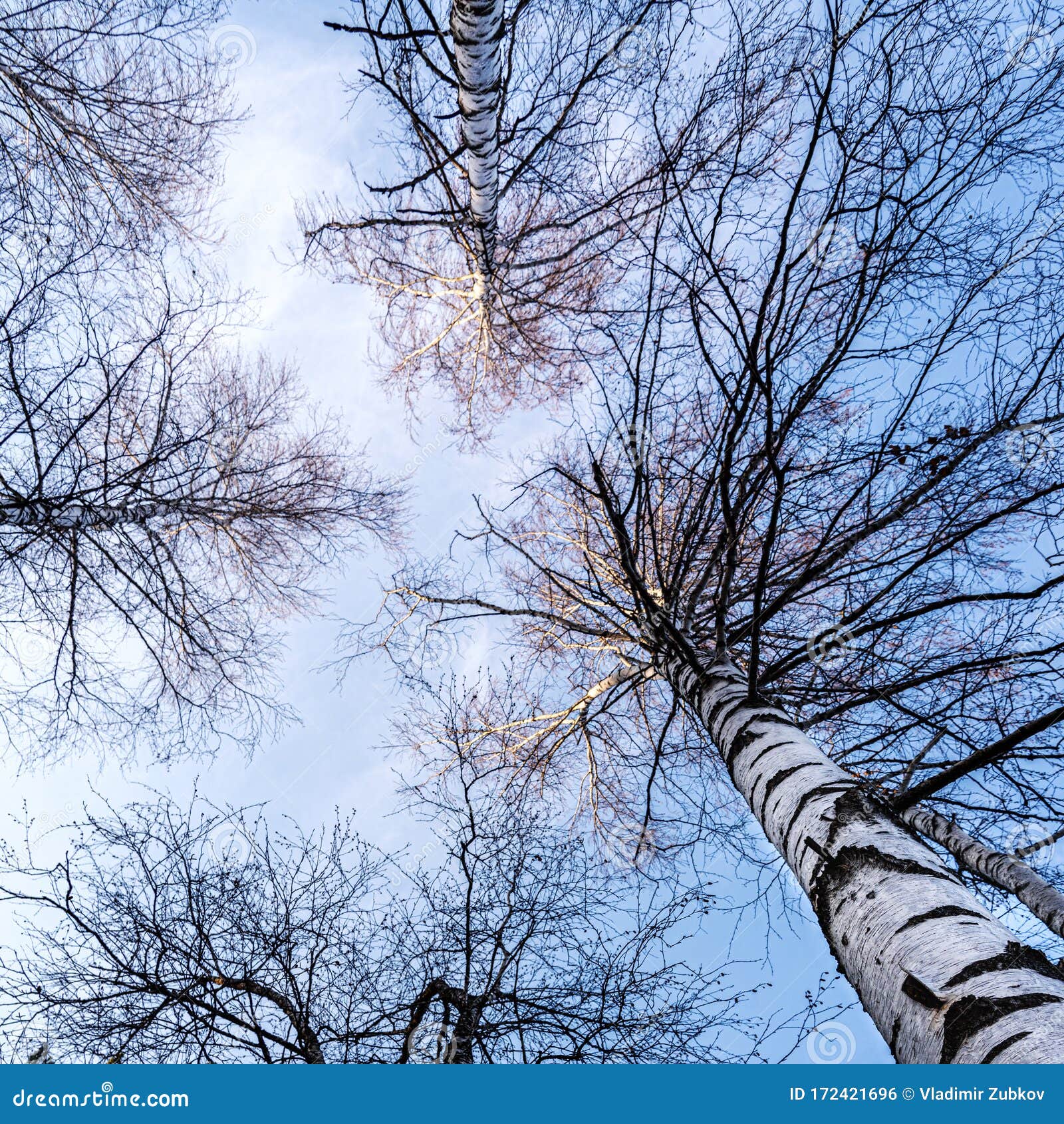 Bottom View of the Tree Crowns Stock Photo - Image of plant, season ...