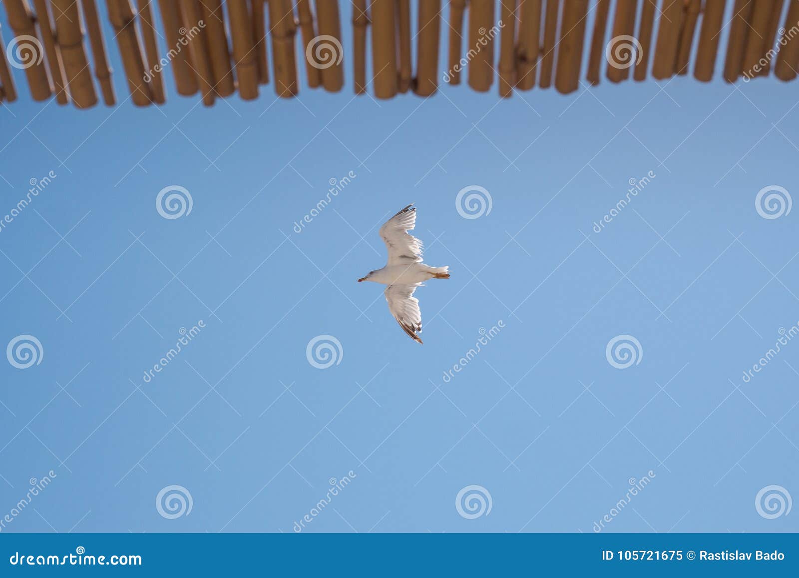 View from Below of the Flying Seagull Stock Image - Image of plumage ...