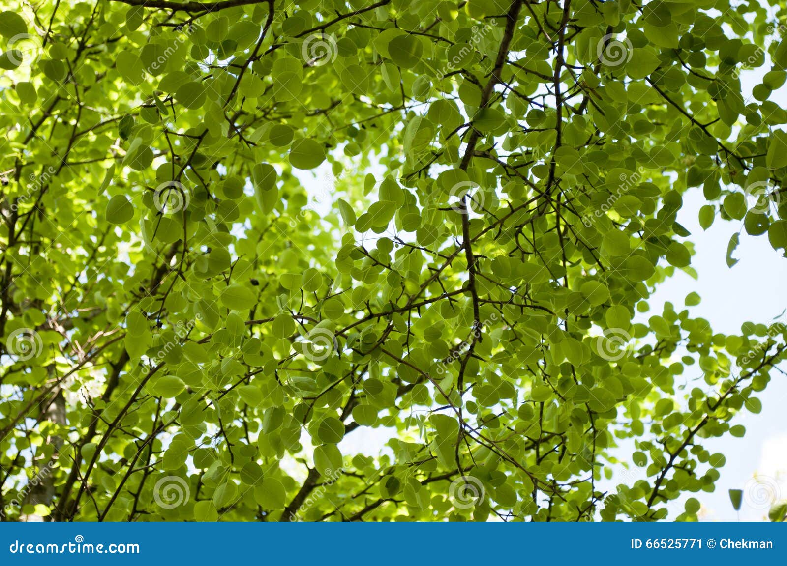 View from Below on Green Forest. Stock Image - Image of sunlight ...