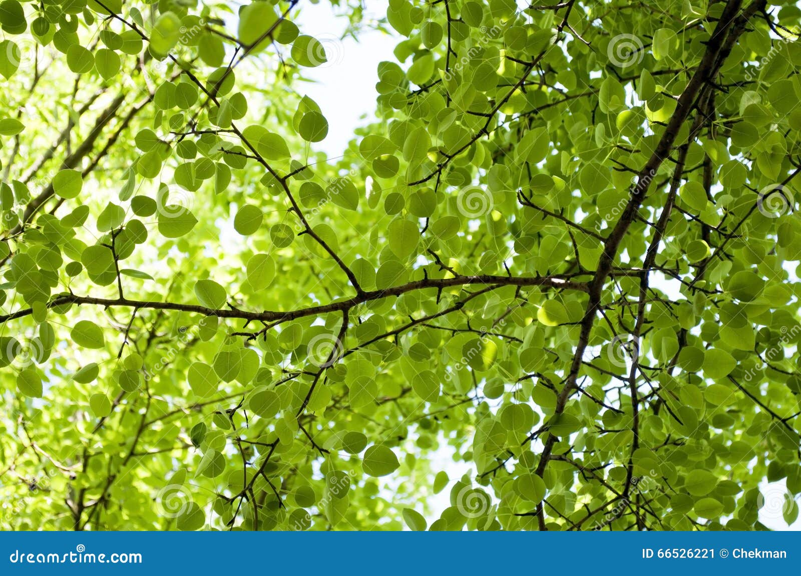 View from Below on Green Forest. Stock Image - Image of environment ...