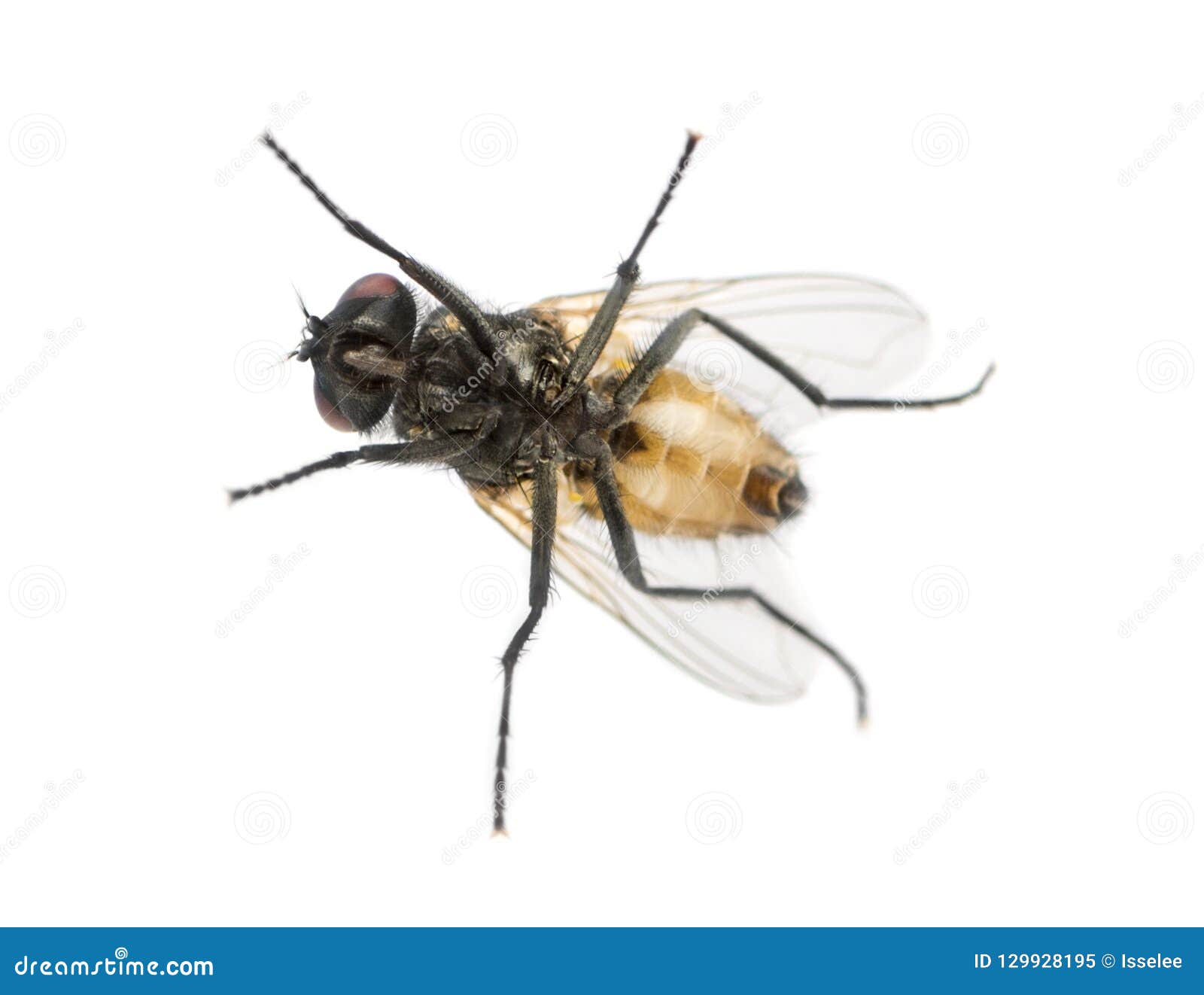View from Below of a House Fly, Muscidae, Isolated Stock Image - Image ...