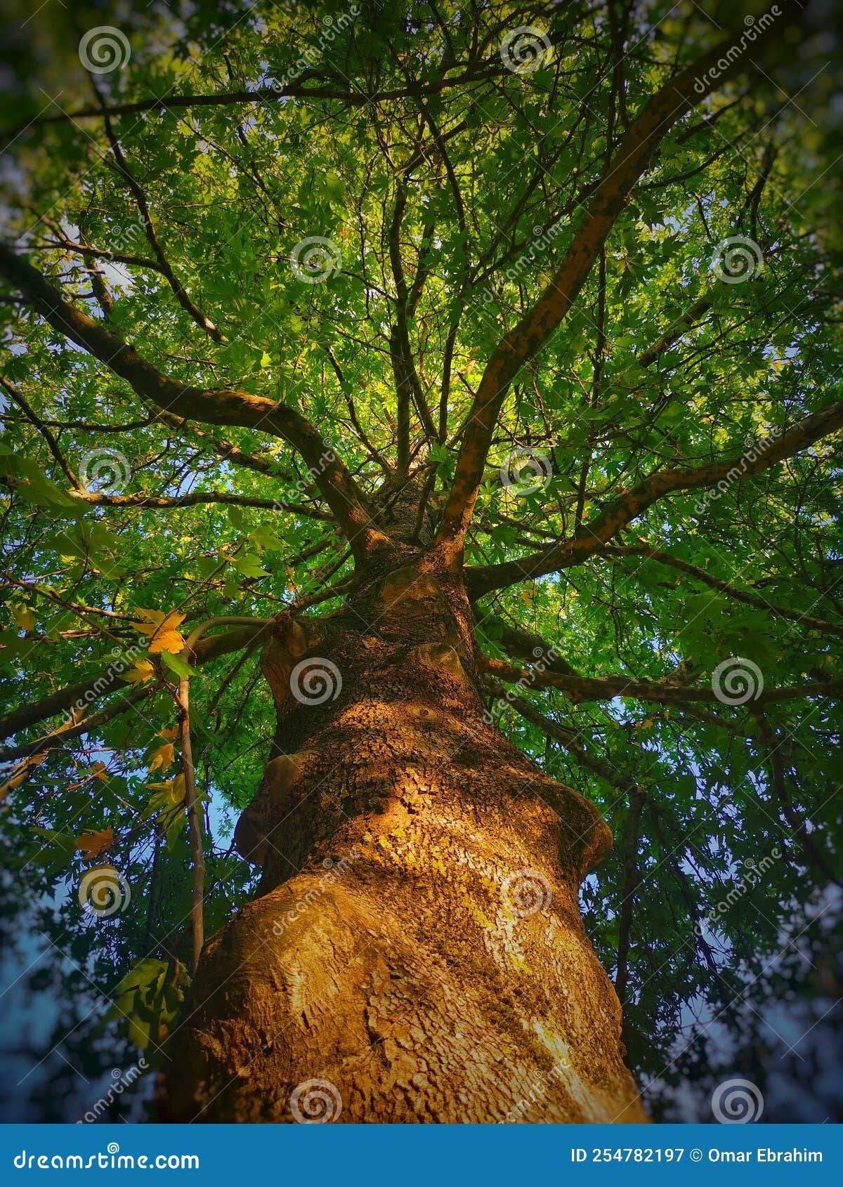 View below huge old tree stock image. Image of nature - 254782197