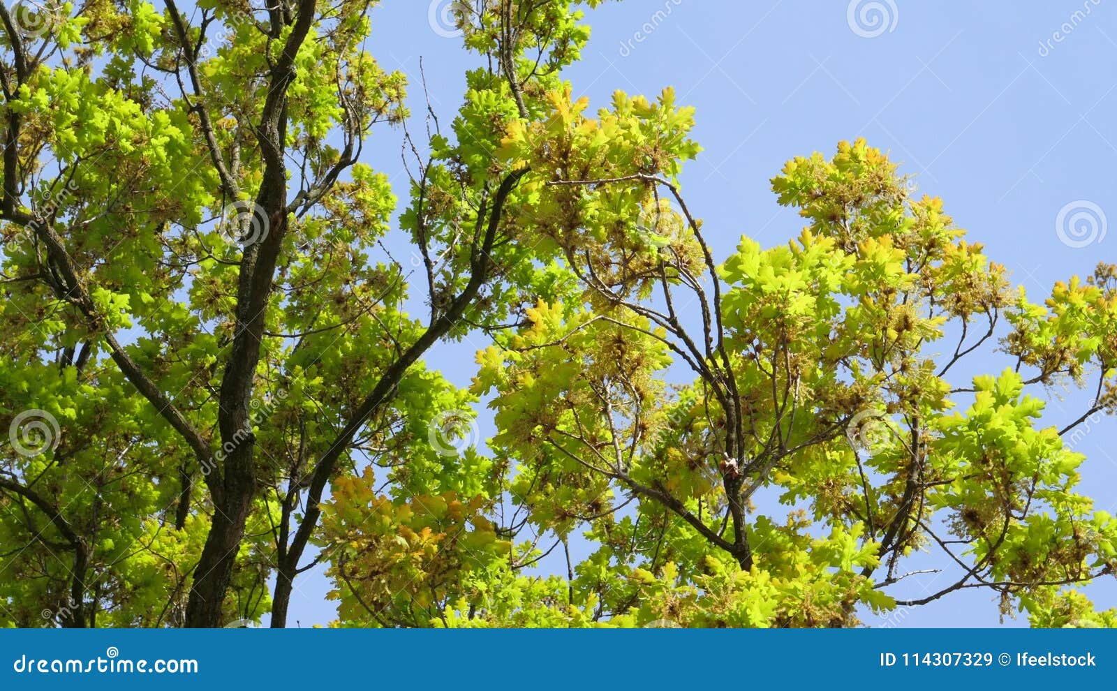 View from Below of Large Oak Tree Canopy Stock Video - Video of ...