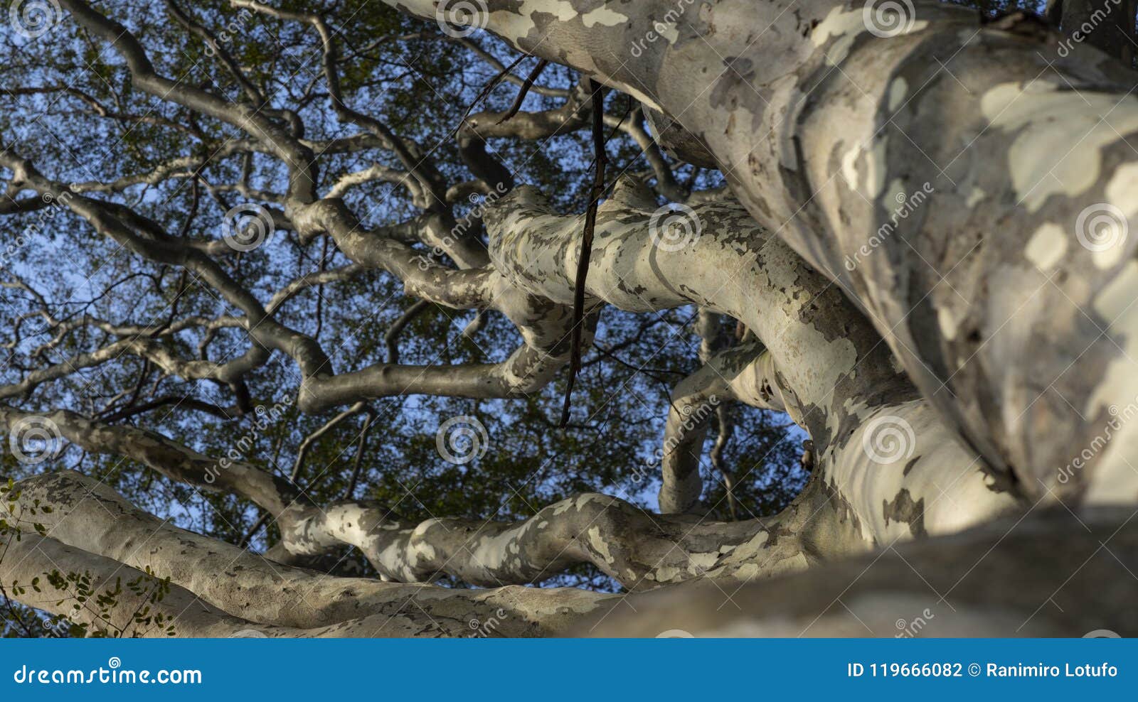 View from Below, Nature Abstract Background Stock Photo - Image of ...