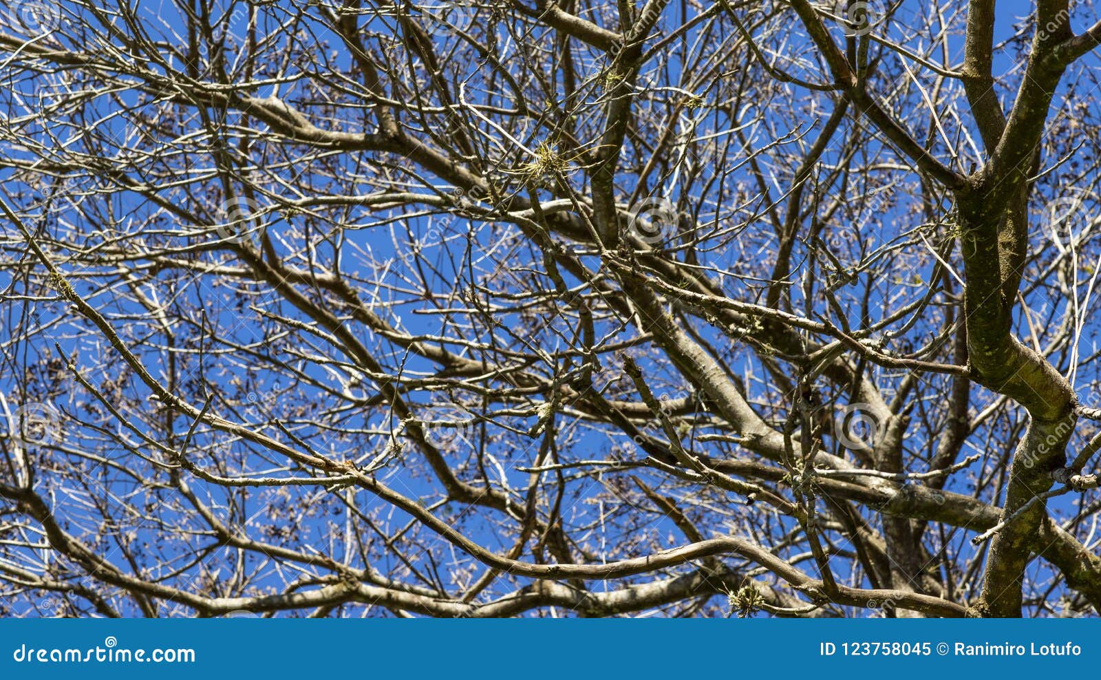 View from Below, Nature Abstract Background Stock Image - Image of ...
