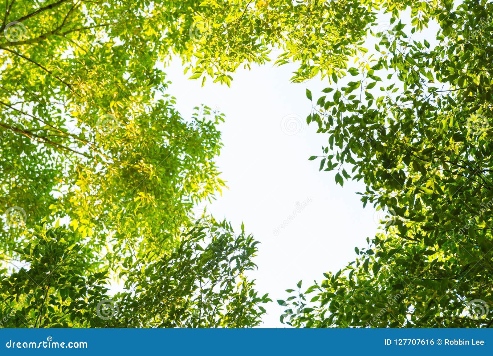 Top View with Tree Branch and Blue Sky Stock Photo - Image of leaf ...