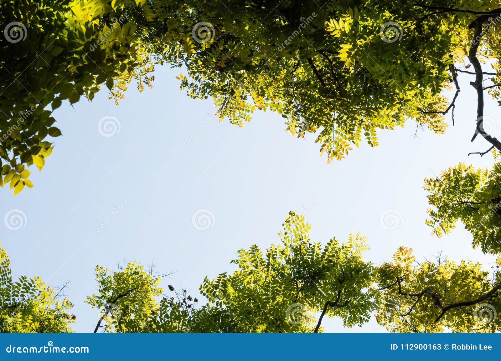 Top View with Tree Branch and Blue Sky Stock Image - Image of scenic ...