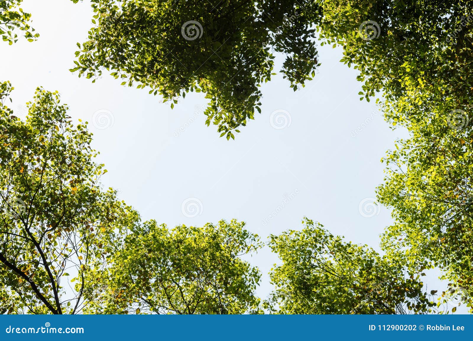 Top View with Tree Branch and Blue Sky Stock Photo - Image of blue ...