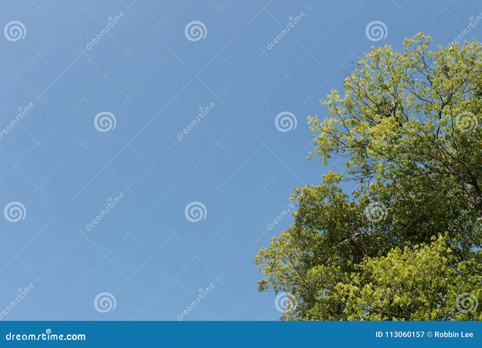 Top View with Tree Branch and Blue Sky Stock Image - Image of green ...