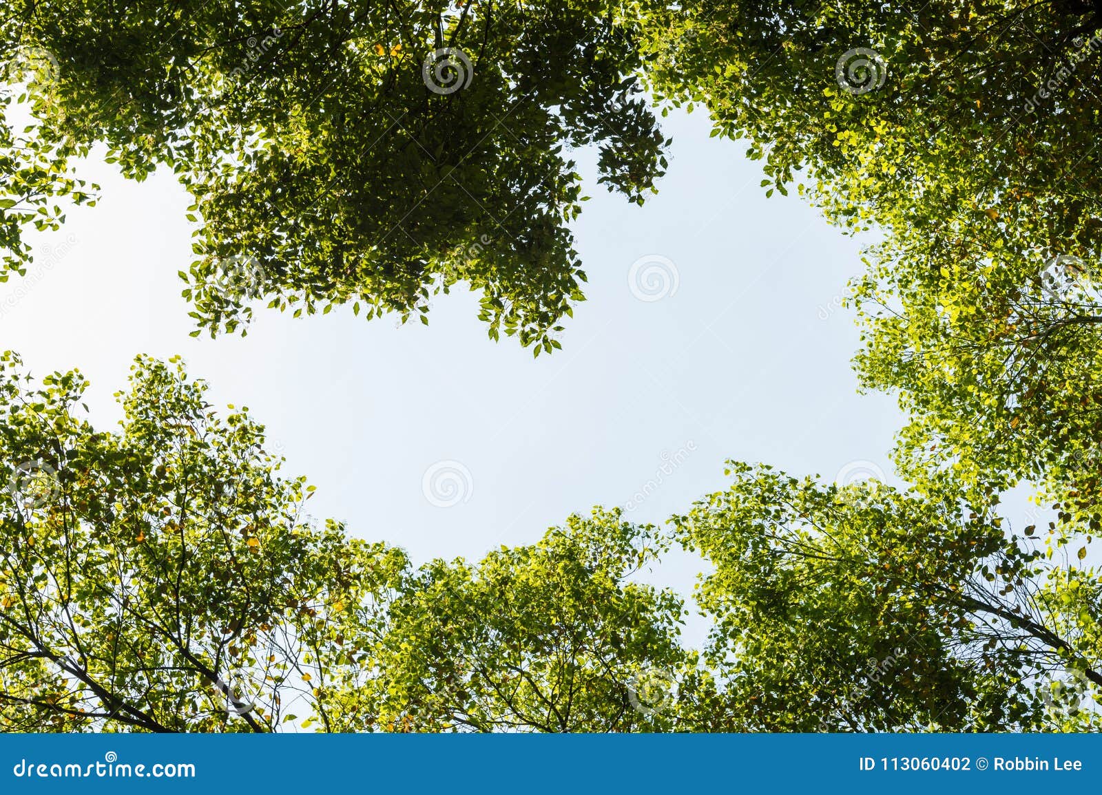 Top View with Tree Branch and Blue Sky Stock Photo - Image of pine ...