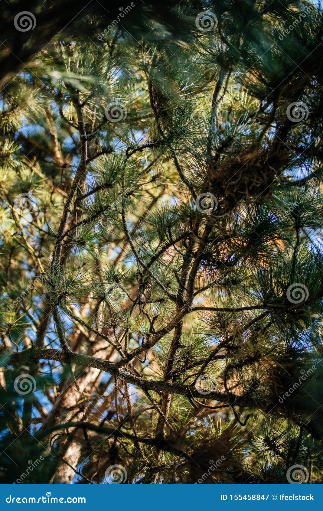View from Below in the Pine Fir Tree Forest with Branches Stock Image ...