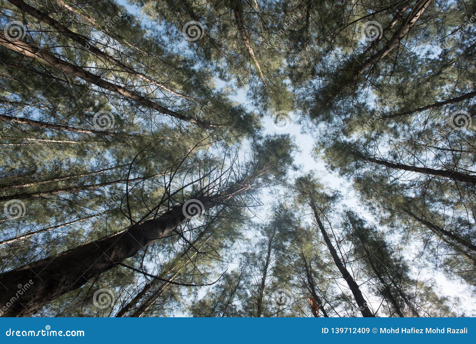 View from Below of a Pine Forest on Bright Daylight.nd Stock Image ...