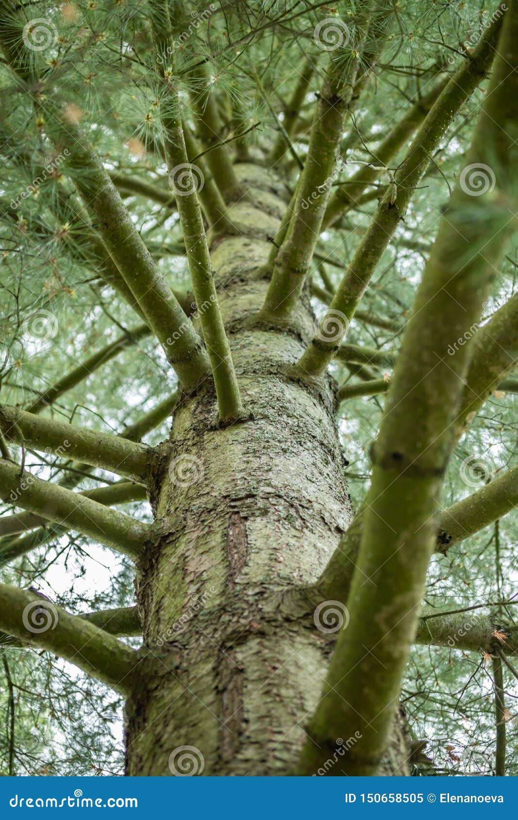 View from Below on Rich Evergreen Conifer Pine Tree Trunk with Growing ...