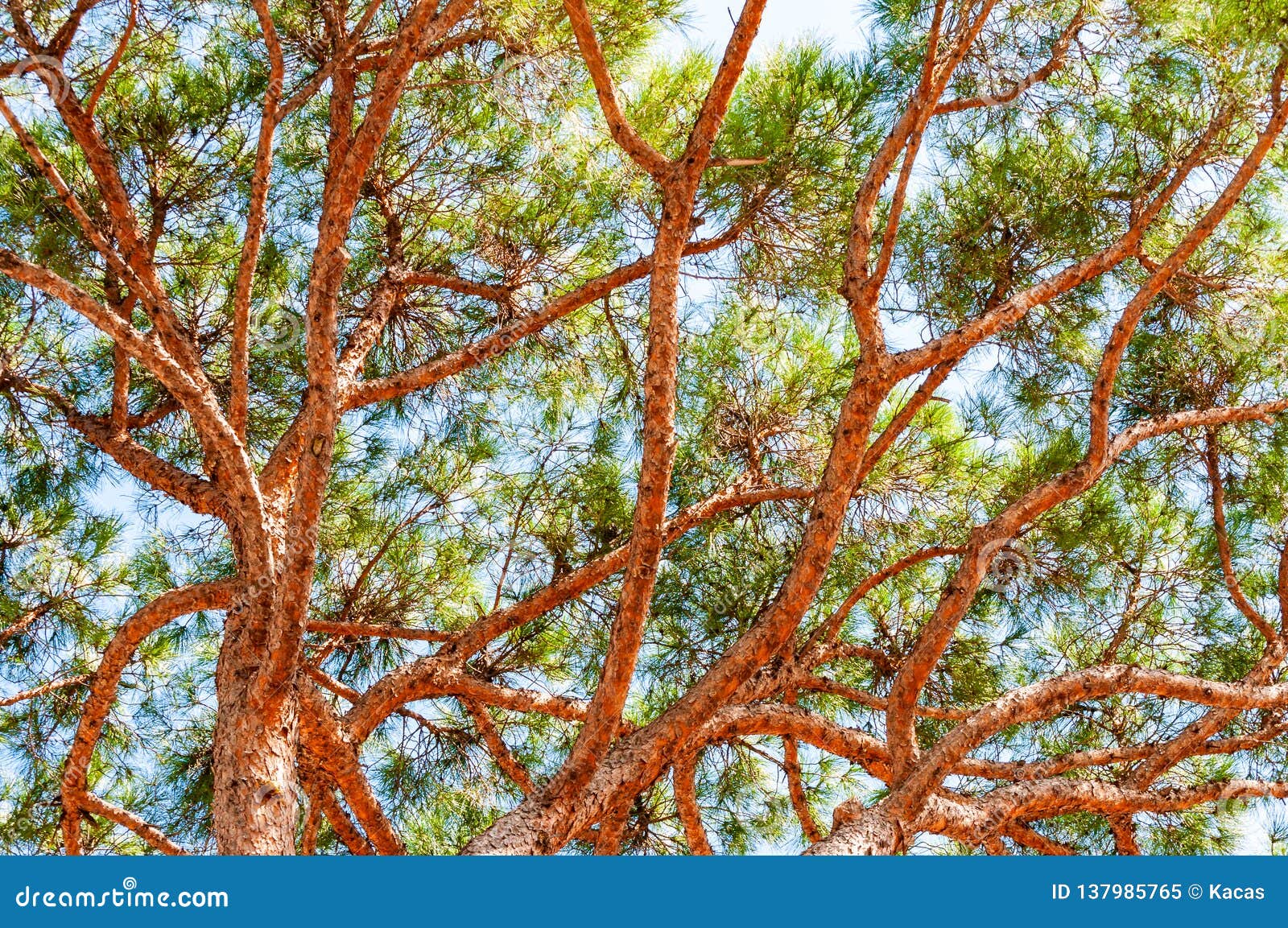 View from Below on Rich Evergreen Conifer Pine Tree Trunk with Growing ...