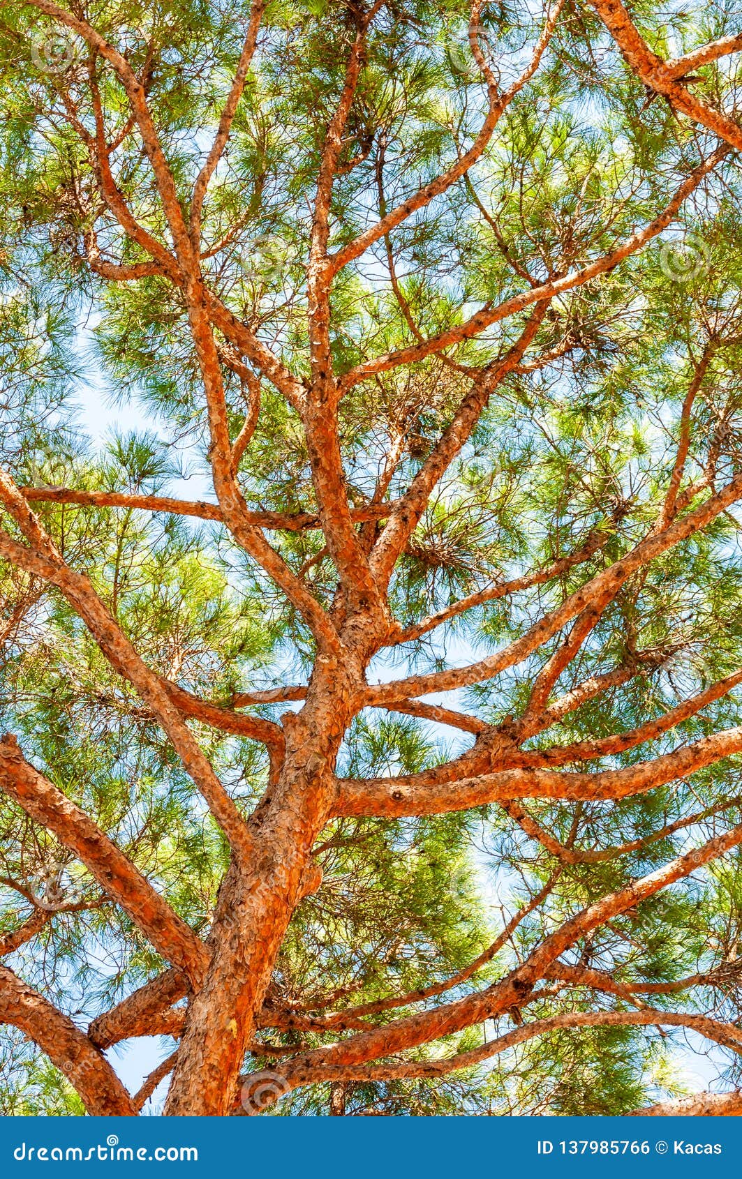 View from Below on Rich Evergreen Conifer Pine Tree Trunk with Growing ...