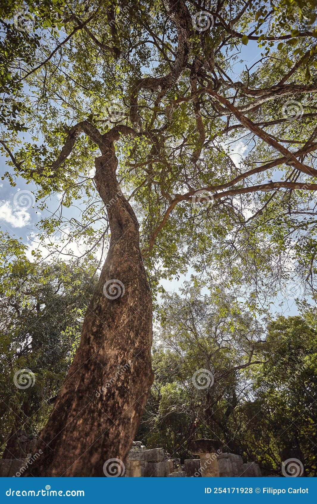 Very high tropical tree stock photo. Image of environment - 254171928