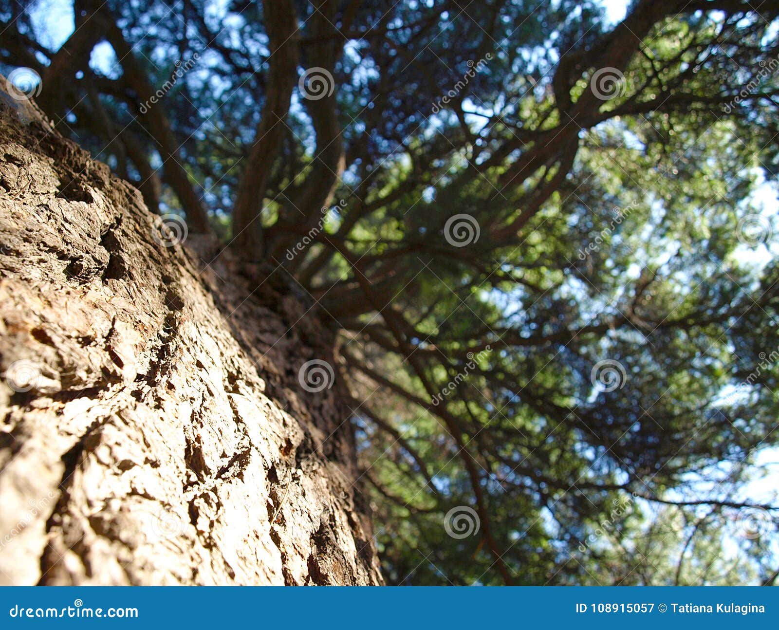 Pine. view from below. stock image. Image of evergreen - 108915057