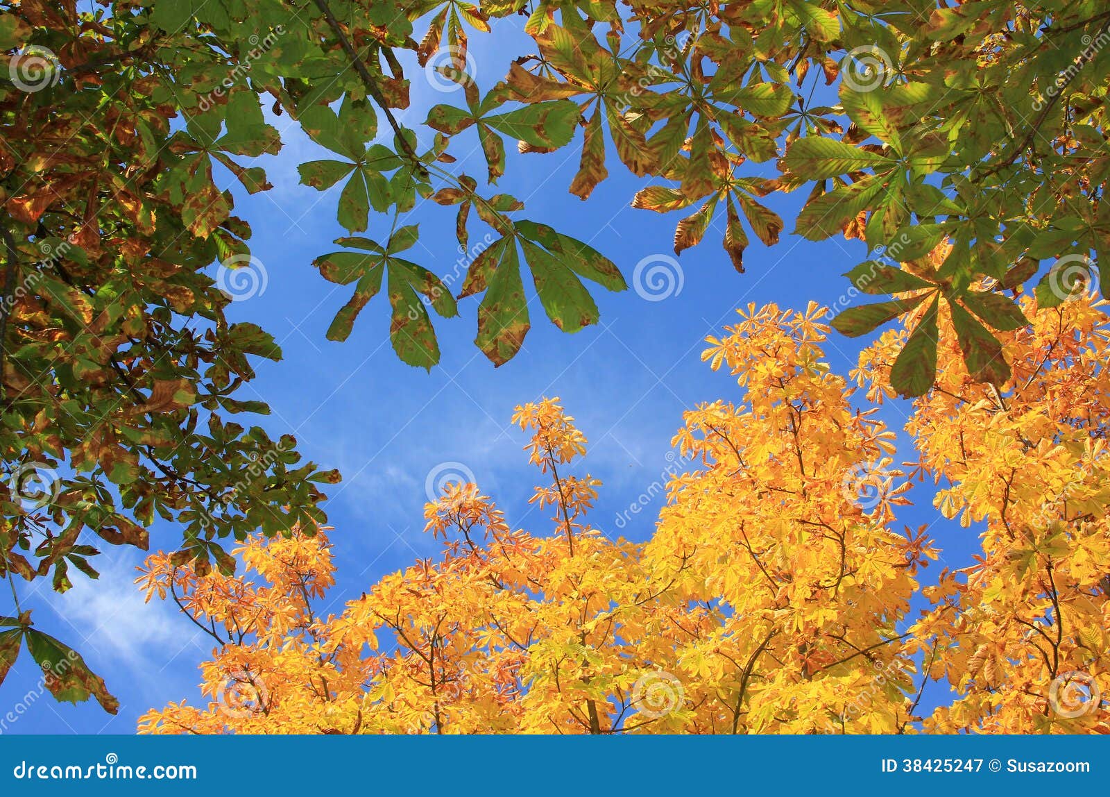 View from Below To Autumnal Chestnut Tree Crown Stock Image - Image of ...