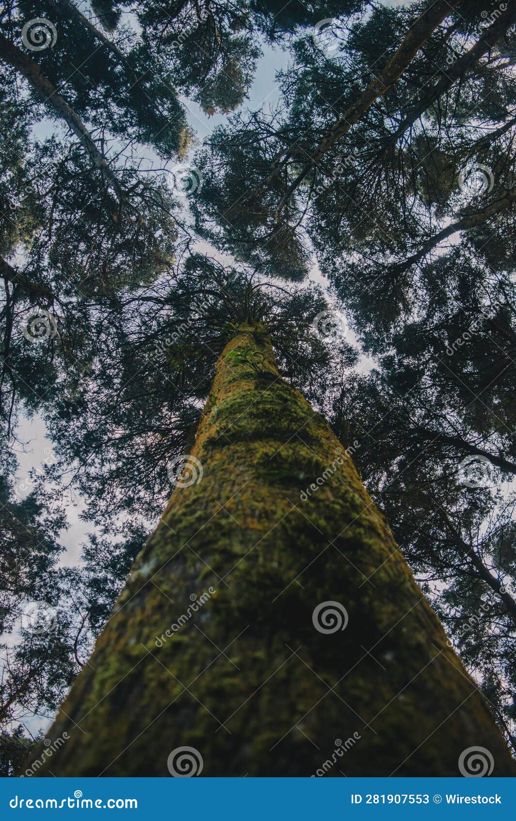 The View from Below To a Tree in the Woods with a Clear Sky Overhead ...
