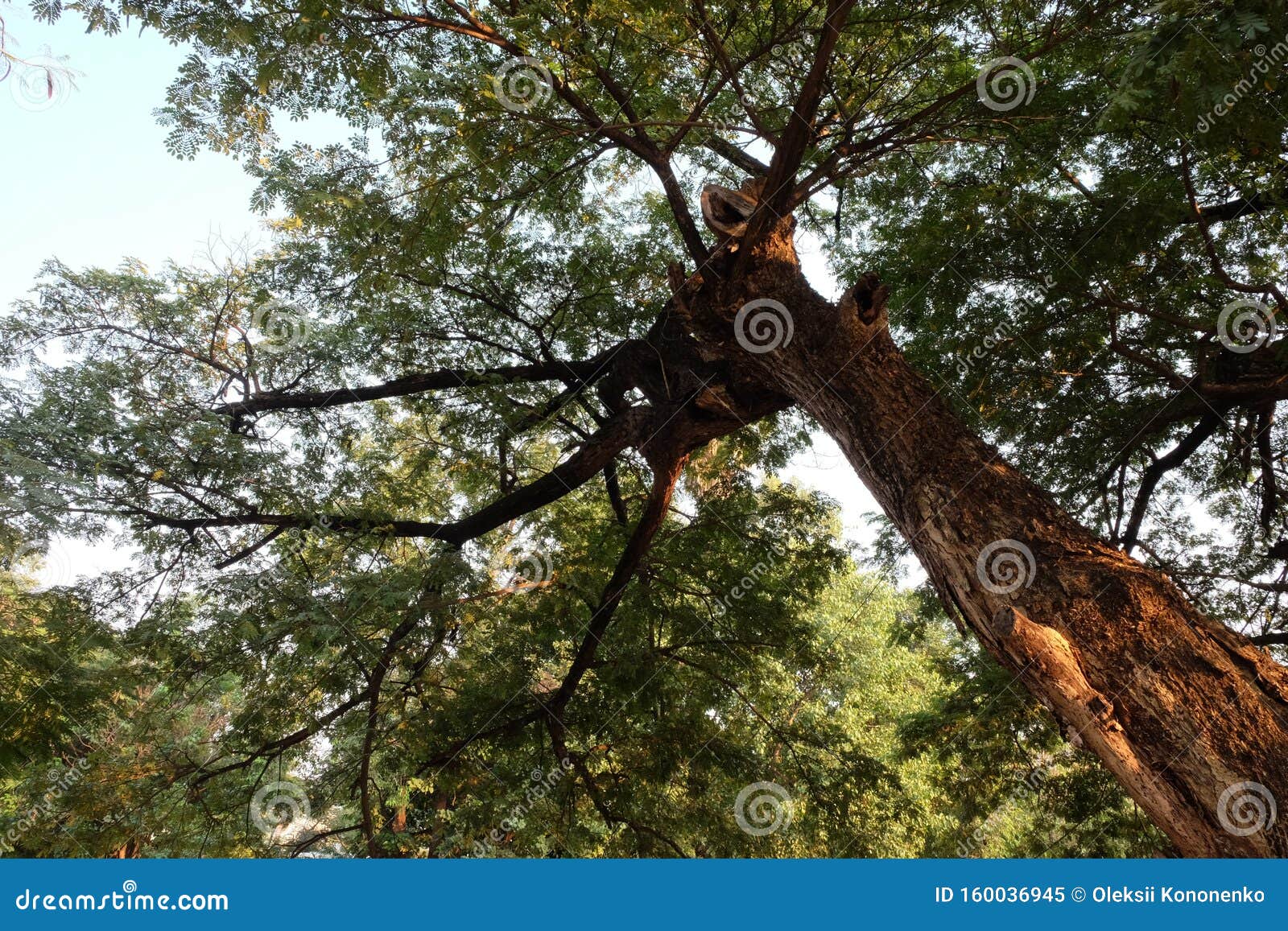 View from Below at the Top of the Tree. Tree Branches Against the Sky ...