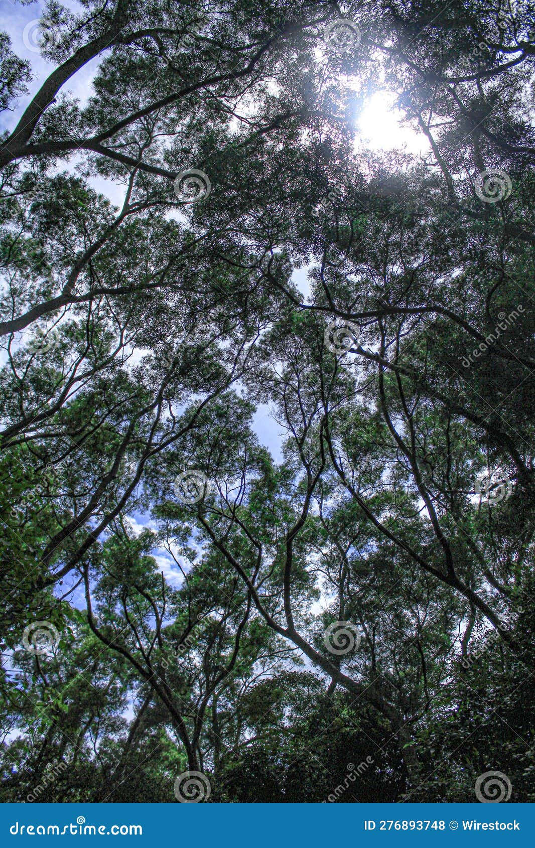 View from Below into the Tree-tops with Sunbeam Under the Blue Sky ...
