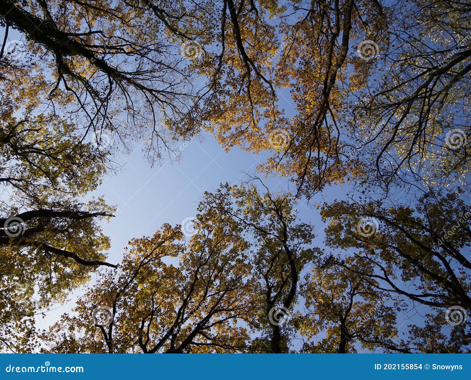 View from Below into Treetops on a Sunny Day in Autumn Stock Photo ...