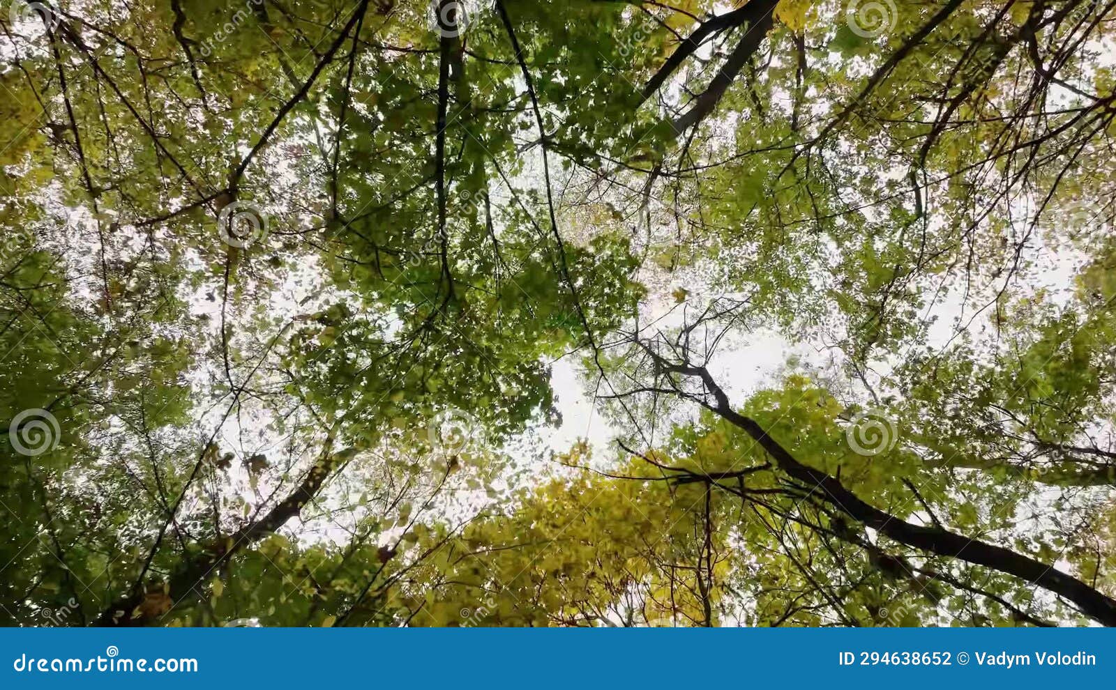 View from Below: a Unique Perspective Looking Up at the Fall Canopy of ...