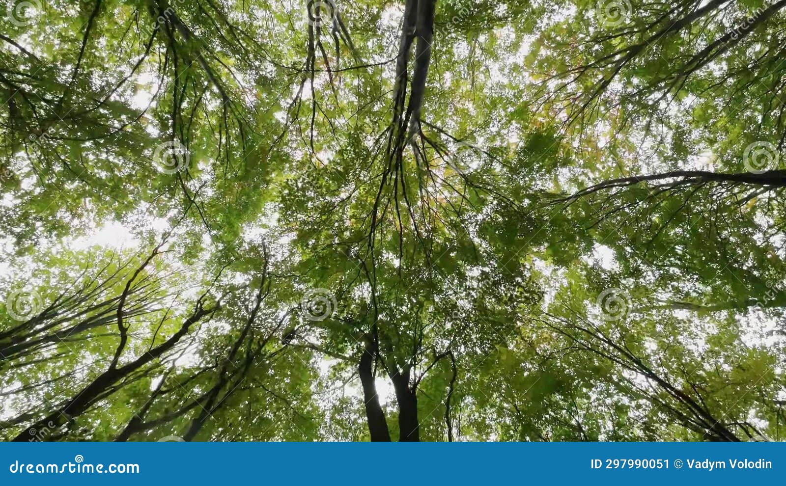 View from Below: a Unique Perspective Looking Up at the Fall Canopy of ...