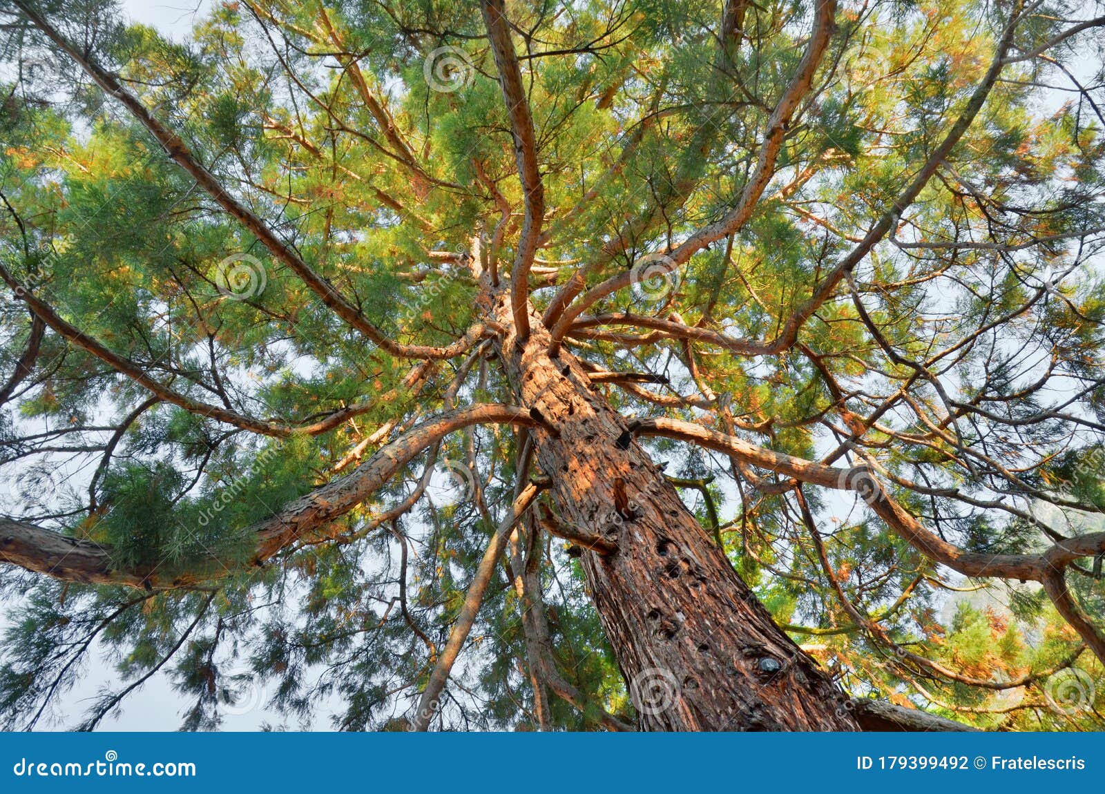Big Sequoia Tree, View from Below Stock Photo - Image of wilderness ...