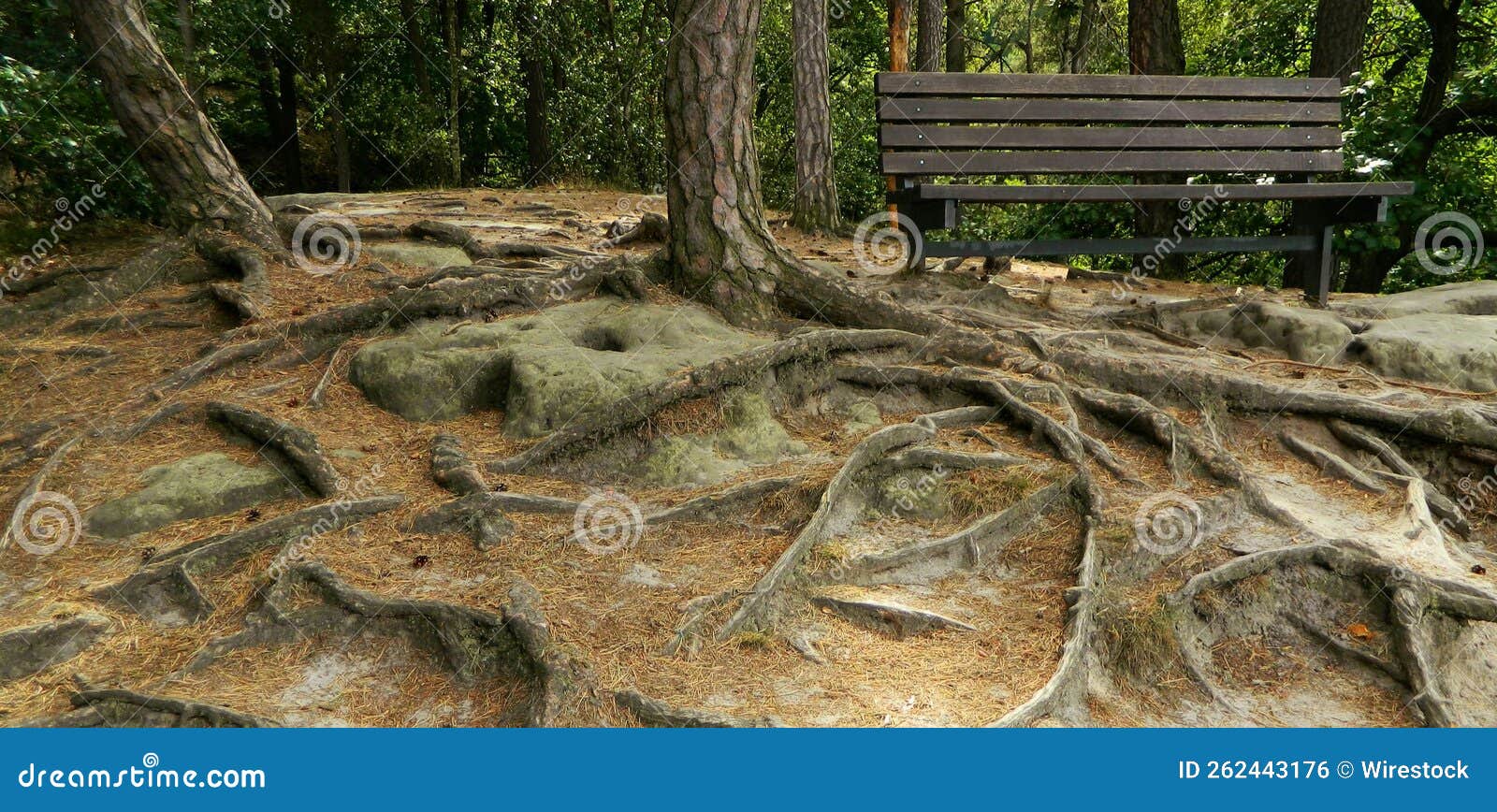 View of a Bench by the Widespread Old Tree Roots in a Park Stock Photo ...