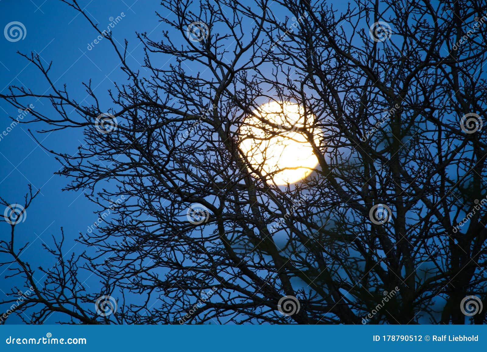View Beyond Leafless Bare Branches of Tree on Bright Full Moon ...
