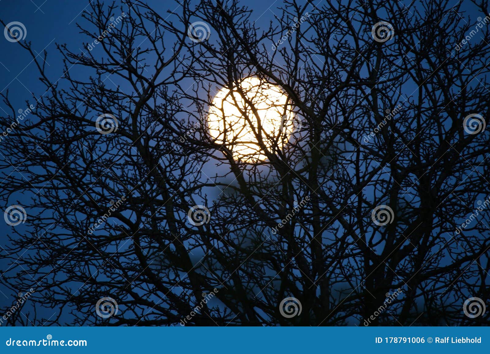 View Beyond Leafless Bare Branches of Tree on Bright Full Moon ...