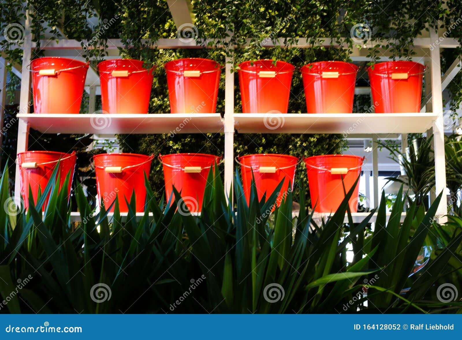 View Beyond Yucca Plants on Shiny Red Flower Pots in a Row in Shelf ...