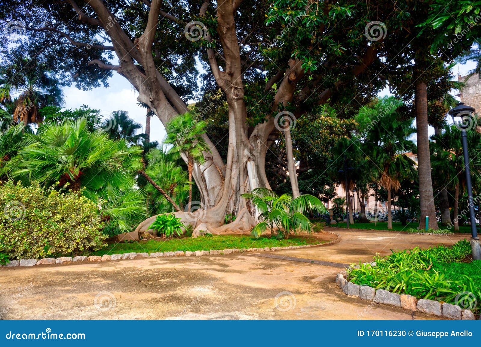 Big ficus tree, Palermo stock photo. Image of sicilian - 170116230