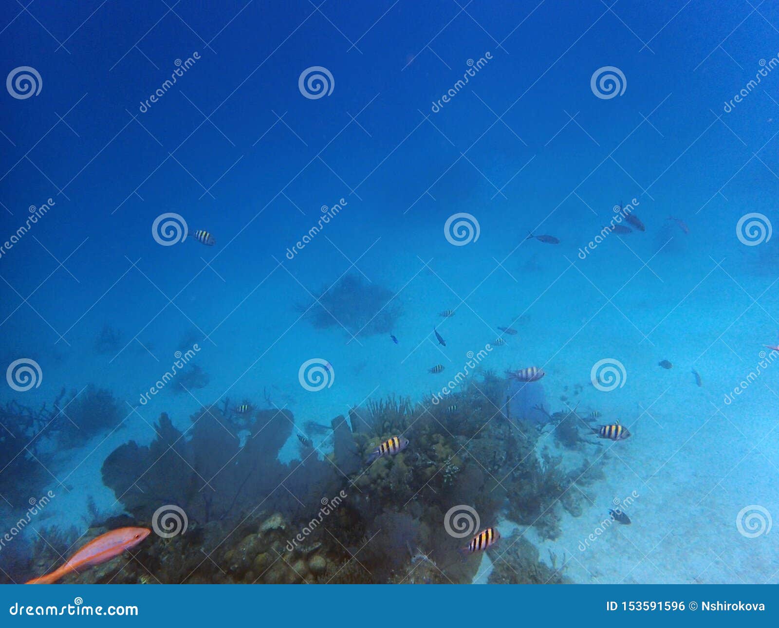 View of a Big Reef with Small Fish Stock Photo - Image of colored, reef ...