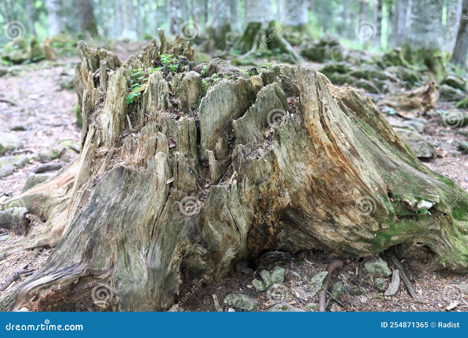 View of Big Stump in Forest Stock Image - Image of stump, stub: 254871365