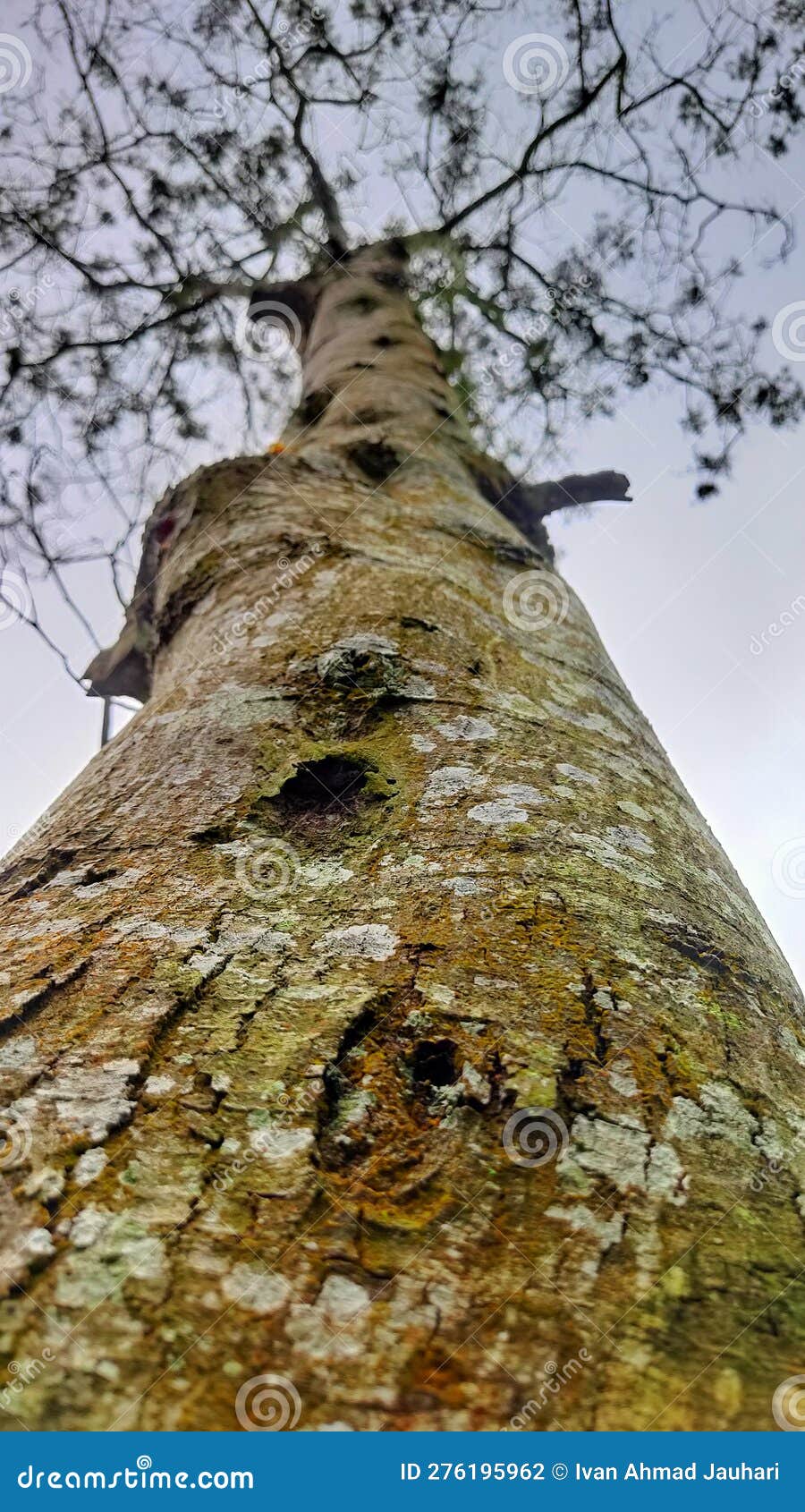 View of Big Tree from Below Stock Photo - Image of nature, blue: 276195962