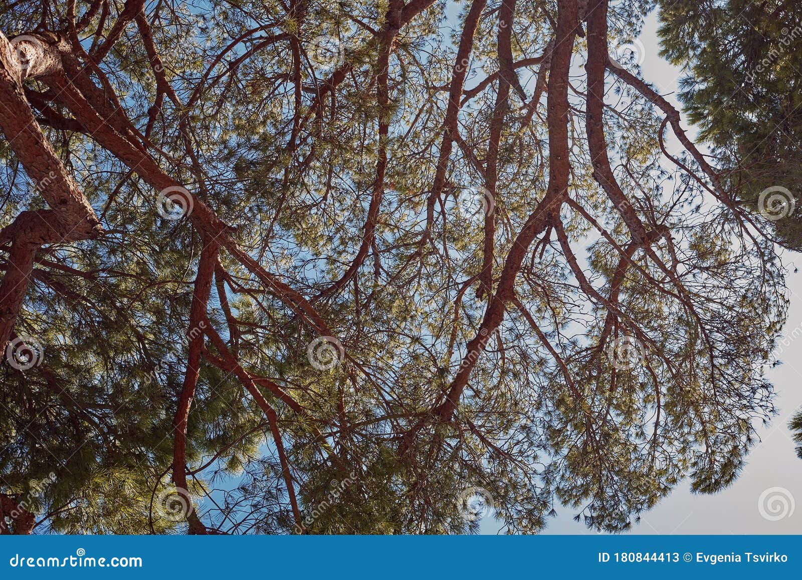 View of the Big Tree at the Bottom. Stock Image - Image of branch ...