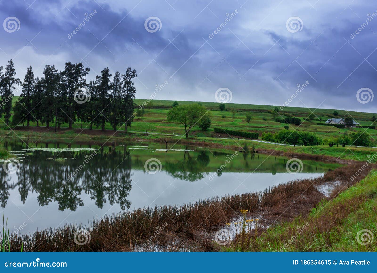 View of a Big Tree Growing Around a Lake with and the Reflection of the ...