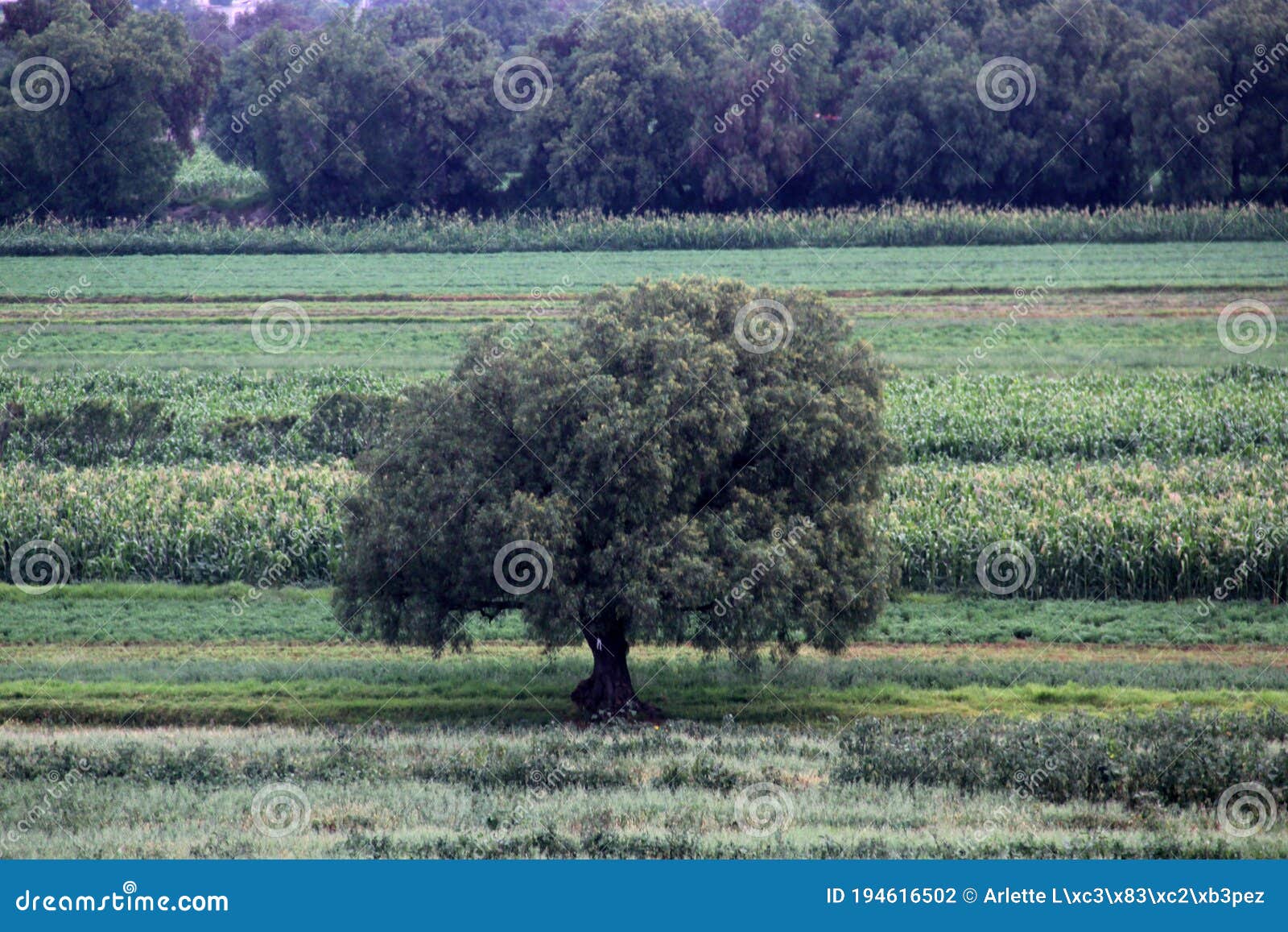 View of Big Tree in the Middle of Green Planting Fields Stock Photo ...