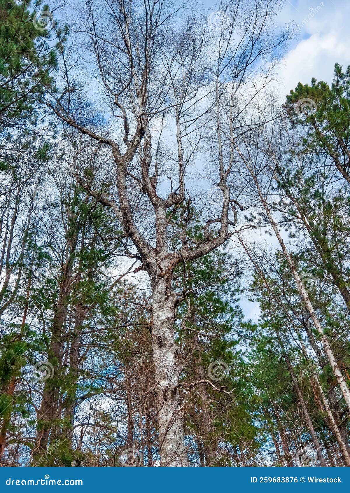 View of Big Trees with Branches in a Forest Under the Blue Cloudy Sky ...