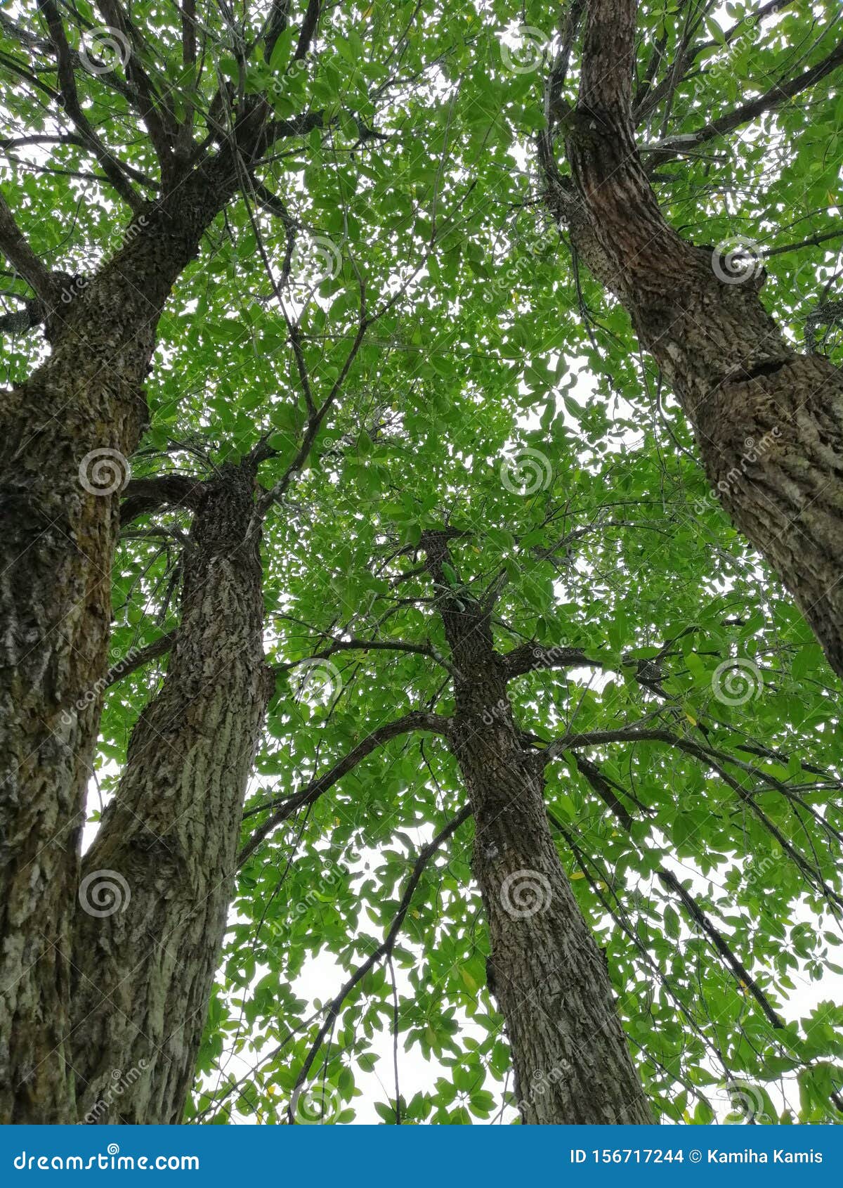 The View of Big Trees at the Forest Stock Photo - Image of nature ...