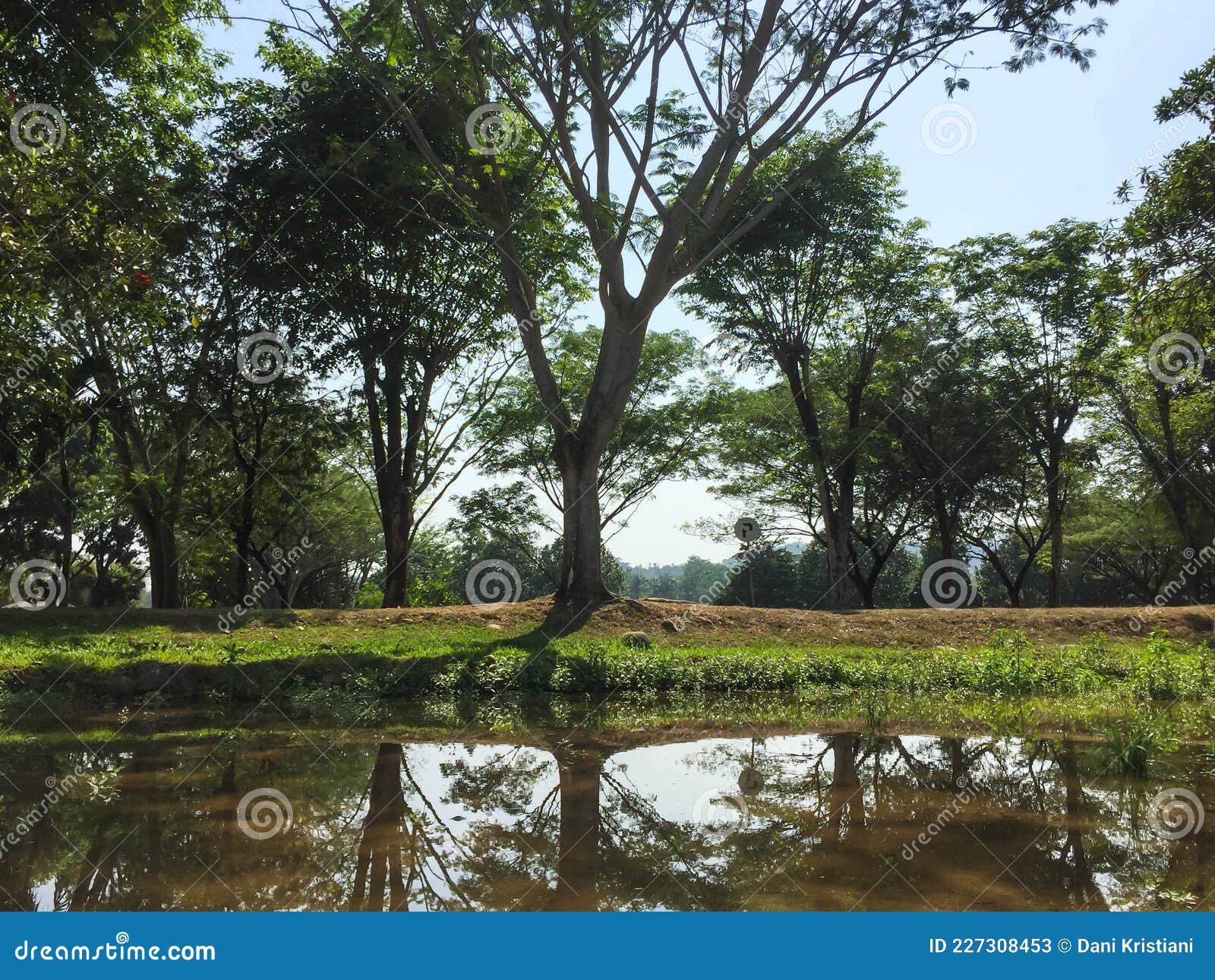 View of Big Trees Near the Lakeside Stock Image - Image of breathtaking ...
