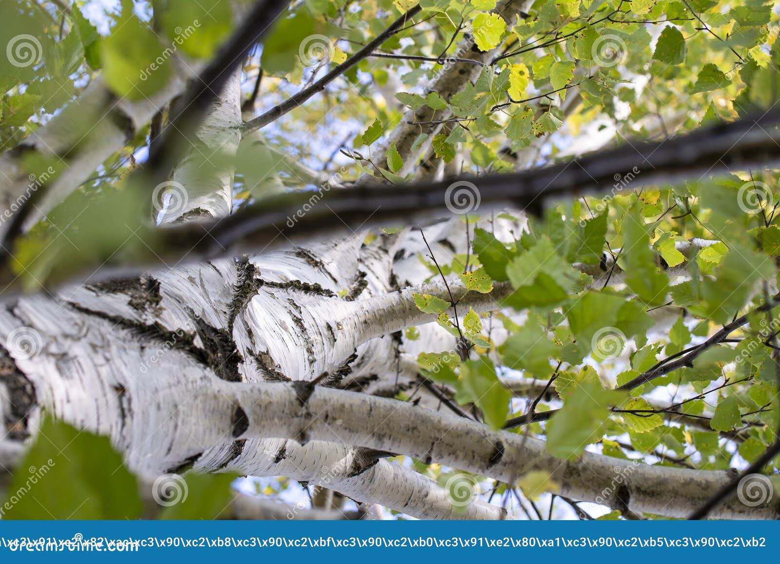 View of the Birch from Bottom To Top, Branches and Trunk of the Birch ...